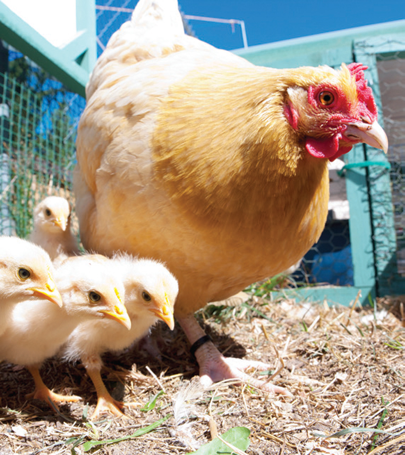 From Coop to Freezer: Raising Meat Birds at Home - Backyard Poultry